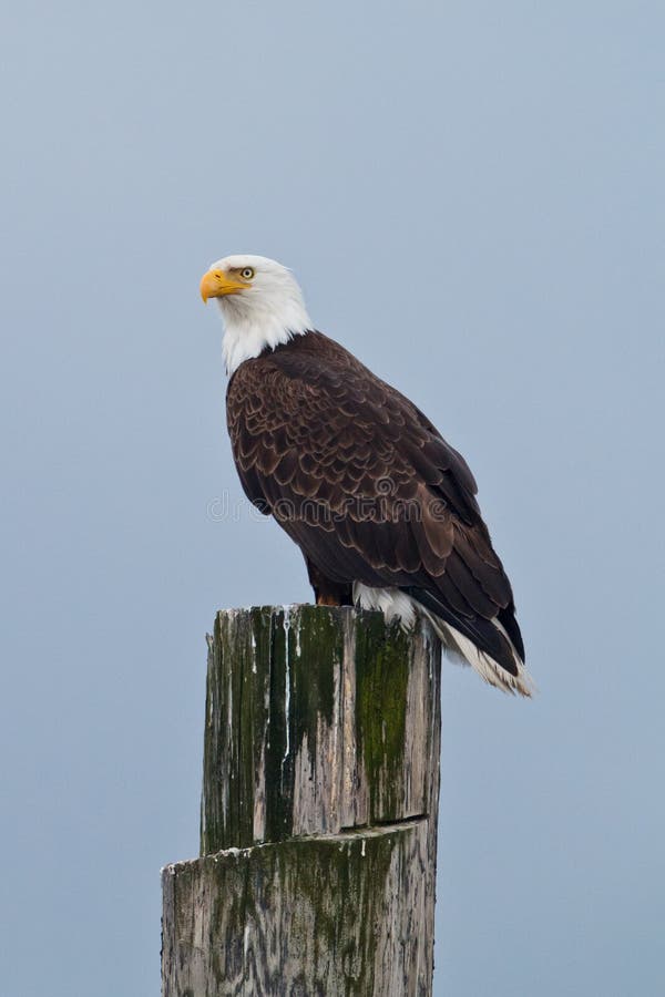 Perched Bald Eagle stock image. Image of white, perched - 22895455