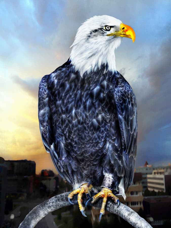 Bald Eagle Predator stock photo. Image of close, america - 128324102