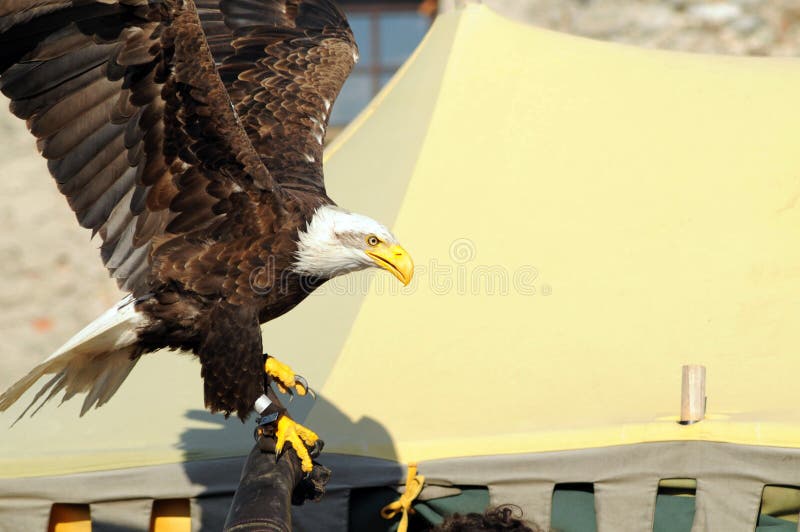 Bald Eagle, a Predatory Bird or Bird of Prey Stock Image - Image of ...