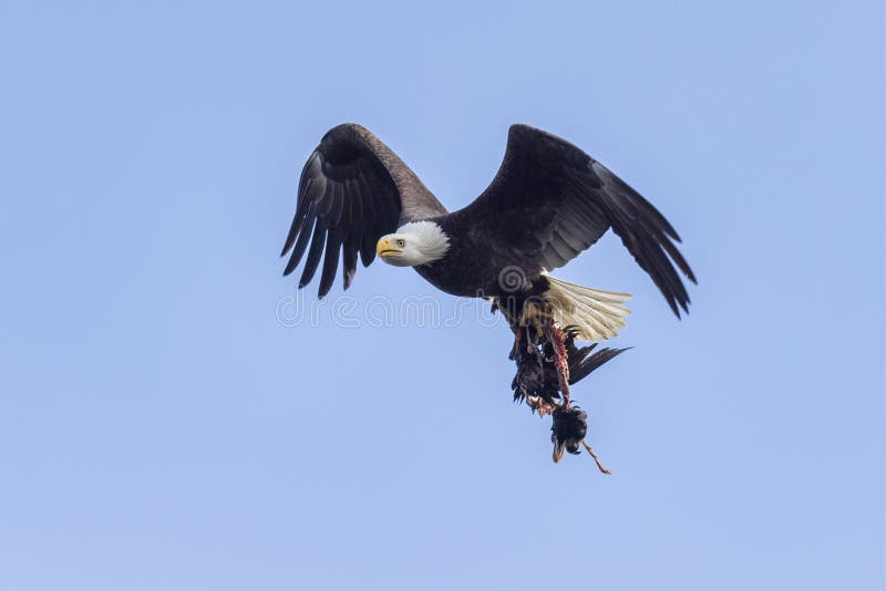 Bald eagle catching salmon stock image. Image of fish - 26696633