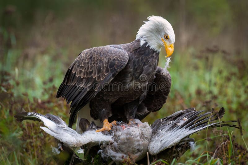 Bald Eagle with Prey in a Field. Stock Photo - Image of ecology ...