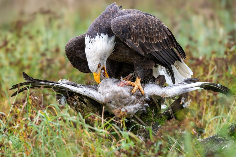 Bald Eagle with Prey in Natural Setting. Stock Image - Image of action ...