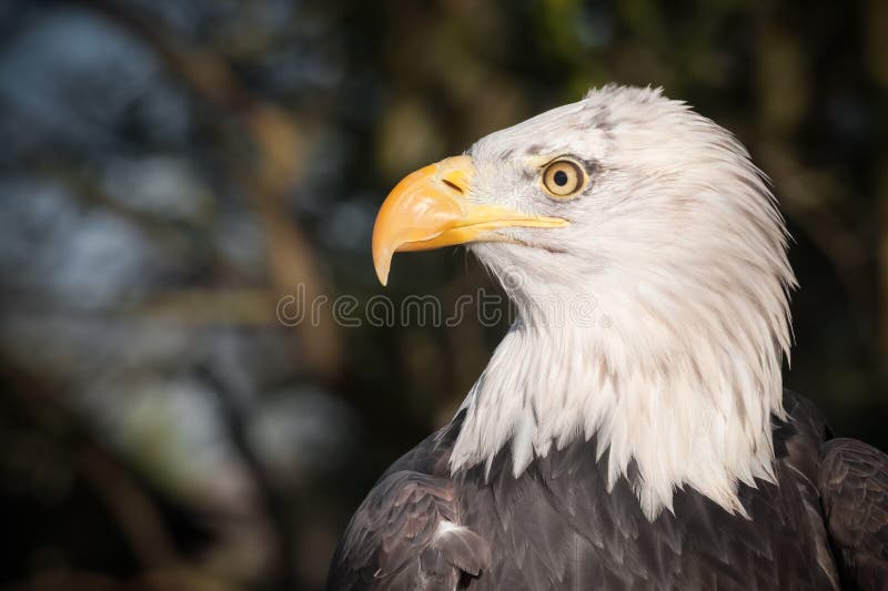 Bald eagle profile stock image. Image of feathers, birds - 28126627