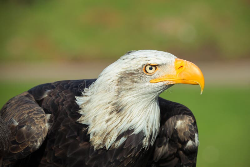 Bald eagle profile stock image. Image of orange, bird - 30791355