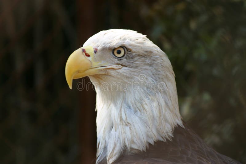 Bald Eagle Profile stock image. Image of beak, bald, gaze - 407403