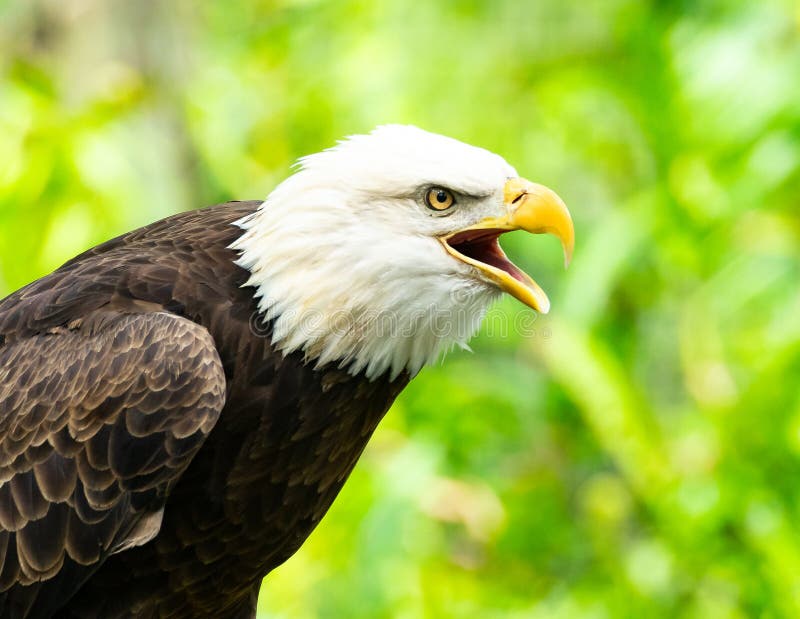 Bald Eagle Profile Mouth Open Stock Photo - Image of eagle, profile ...