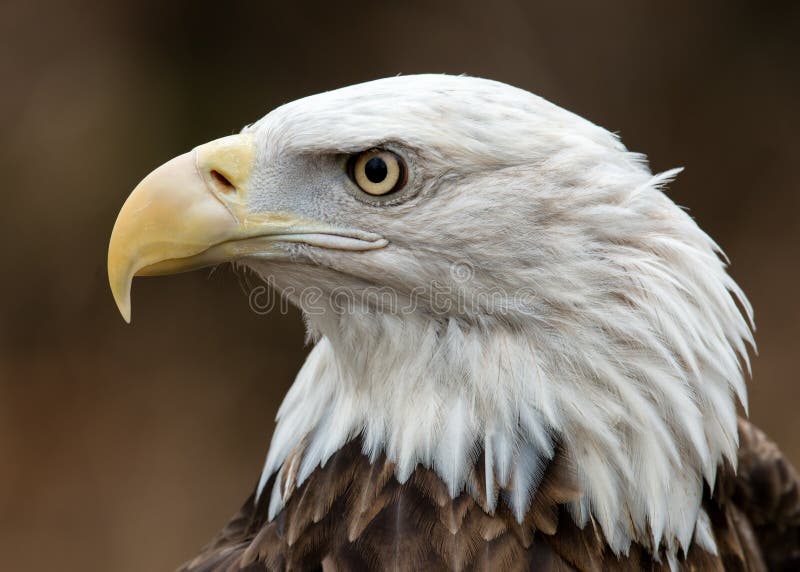 Bald Eagle Profile Portrait Stock Photo - Image of white, yellow: 28701554