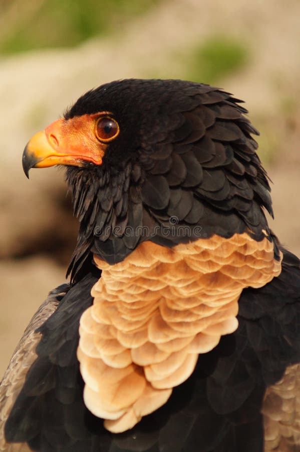 Eagle profile stock photo. Image of eagle, profile, wildlife - 88826