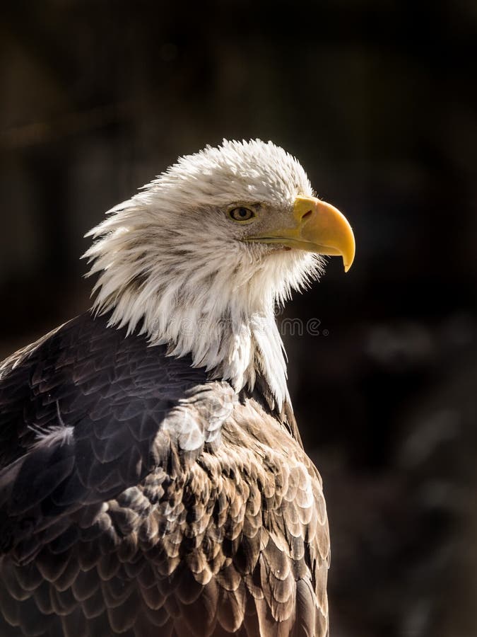 Bald Eagle Profile stock photo. Image of beak, profile - 85996994
