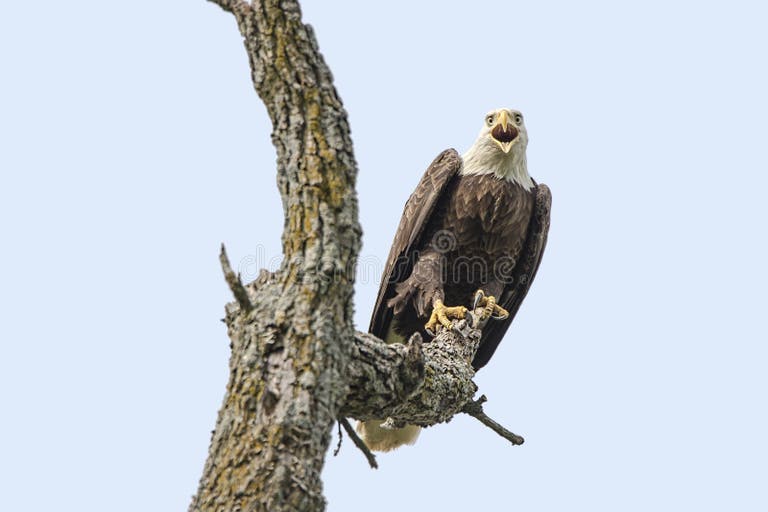 Bald Eagle,raptor,feathers,wildlife,predator,pearched,tree Stock Photo ...