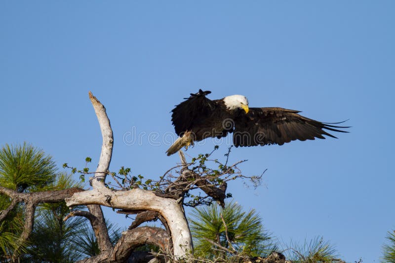Eagle in position stock photo. Image of harrier, feather - 33037982