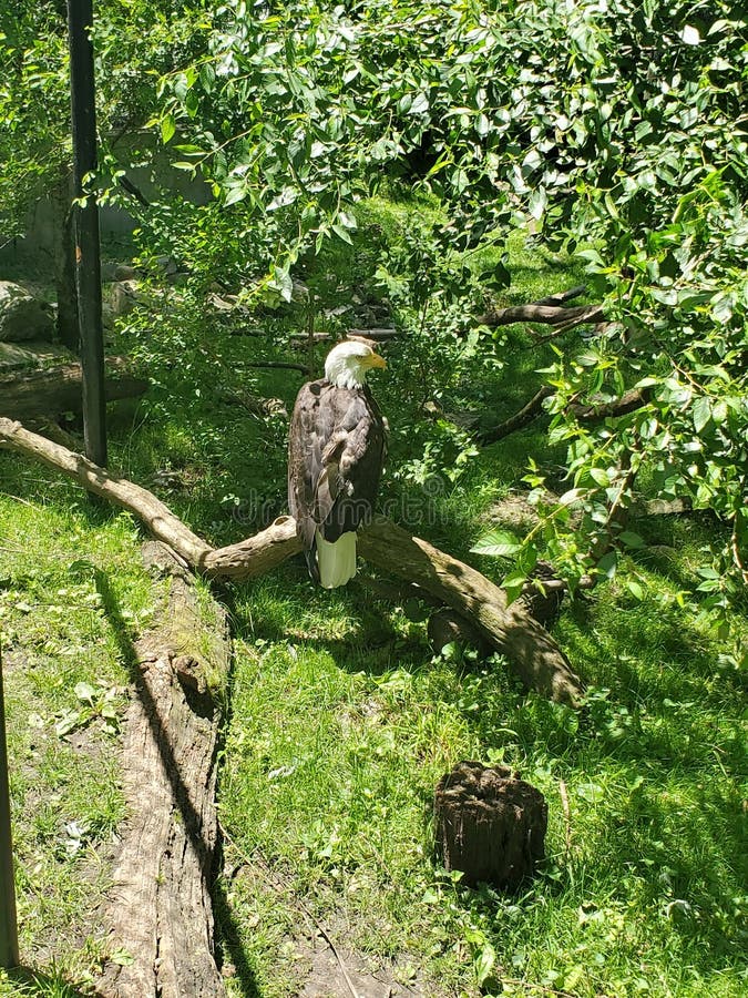 Bald Eagle Resting on a Branch Stock Image - Image of trunk, garden ...