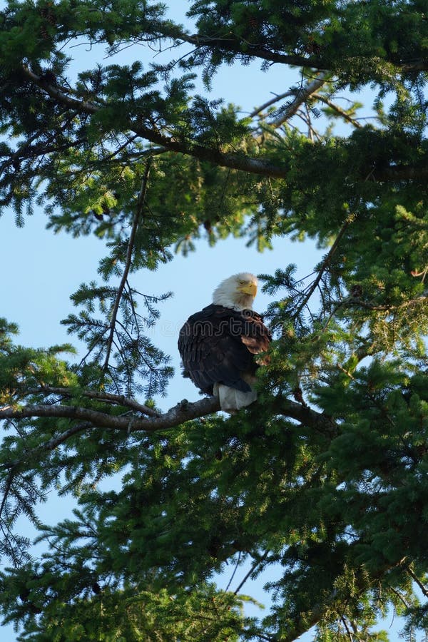 Bald Eagle Resting on a Branch Stock Image - Image of swan, face: 282348687