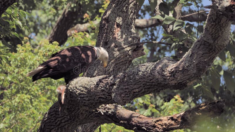 Bald Eagle Resting in the Forest Stock Video - Video of america, symbol ...