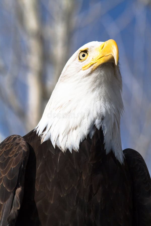 Bald Eagle stock photo. Image of raptor, bless, headed - 37689174