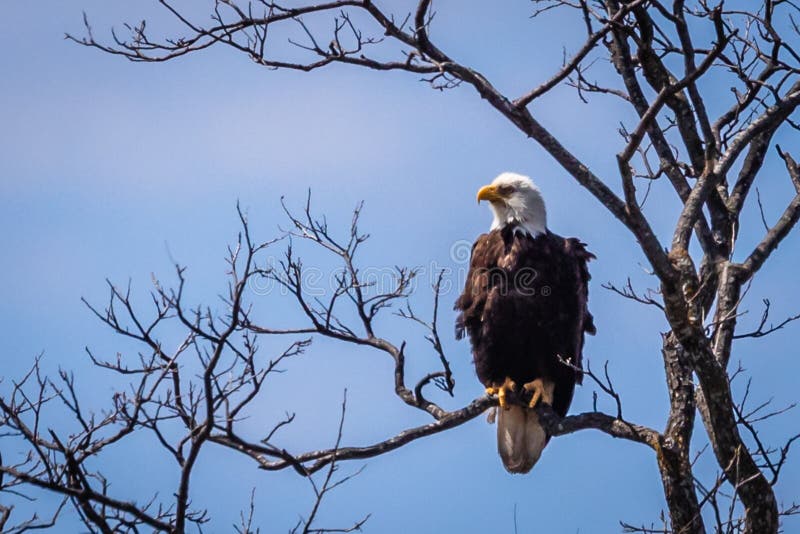 Bald Eagle Resting on a Tree Limb Stock Image - Image of texas, showing ...