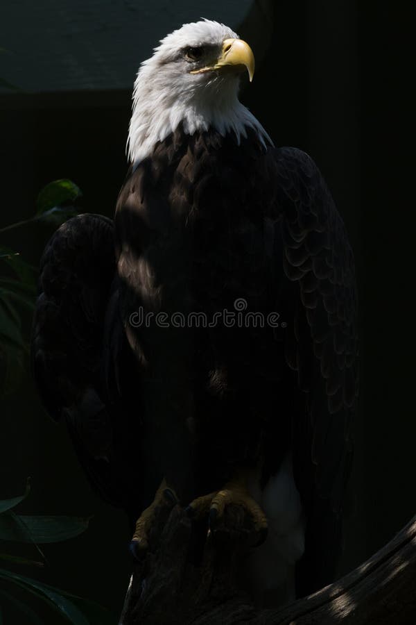 Bald Eagle Resting on a Tree Stock Photo - Image of fierce, america ...