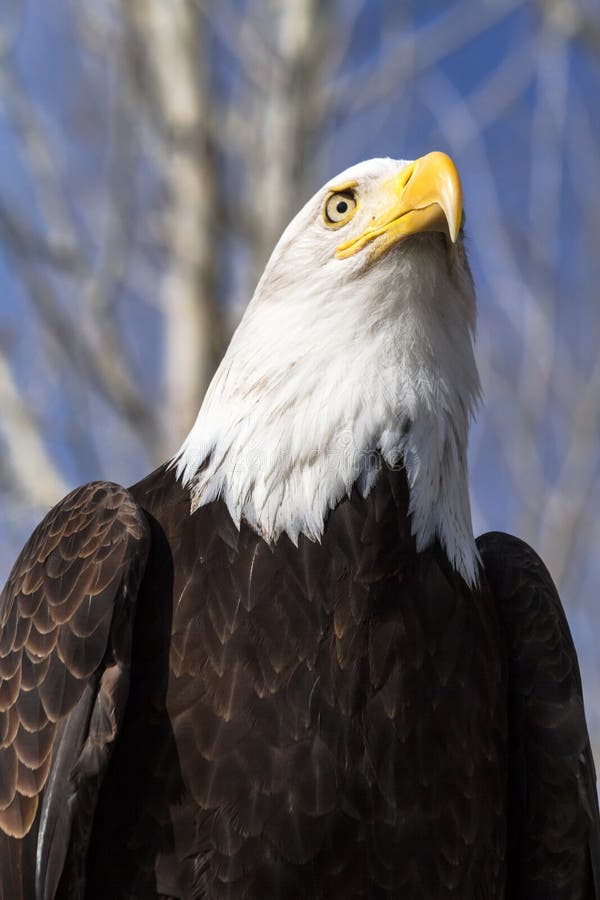 Bald Eagle stock image. Image of species, powerful, headed - 37689409