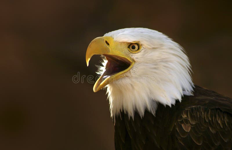 Bald Eagle Screaming Front View