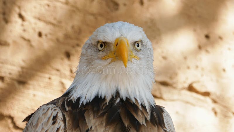 Bald Eagle Screaming Close-up Stock Footage - Video of sunlight ...