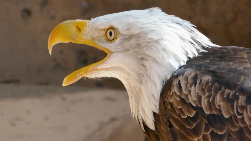 Bald Eagle Screaming Close-up Stock Video - Video of nature, loud ...