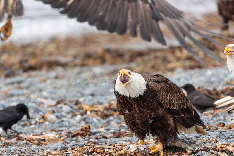 Bald Eagle Screeching at Another Eagle Stock Image - Image of alaskan ...