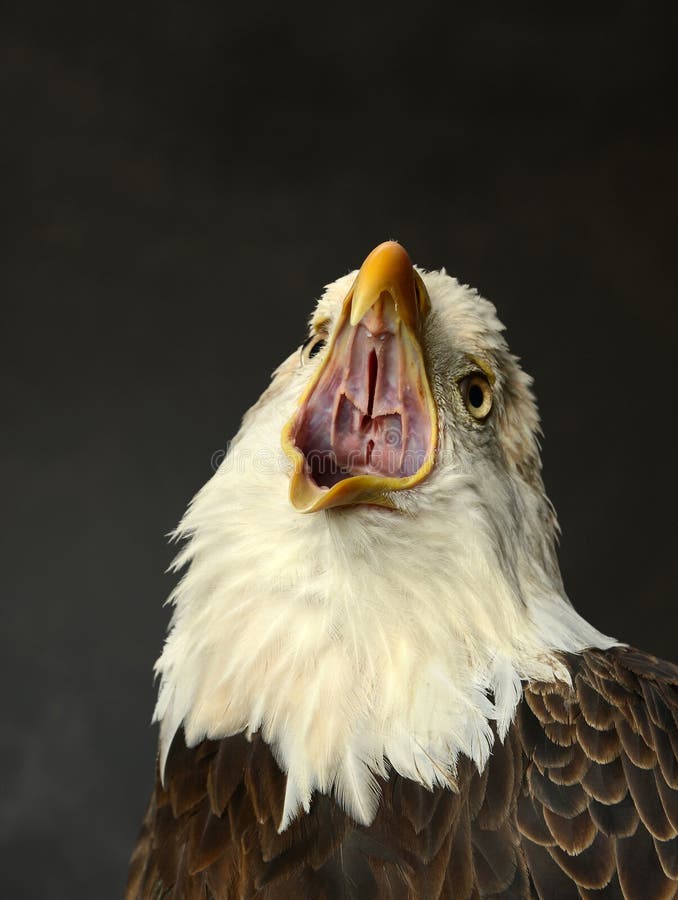 Bald Eagle Screeching stock image. Image of wildlife - 60571199
