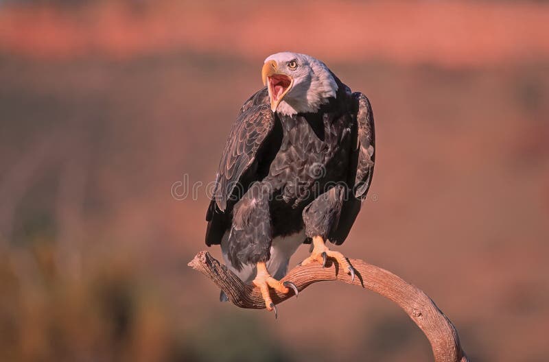 Bald eagle screeching stock photo. Image of scream, plumage - 263841790