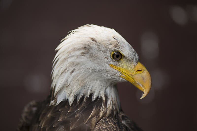 Bald Eagle with sharp beak stock photo. Image of headed - 49508240