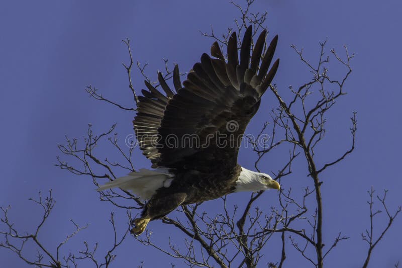 119 Bald Eagle Take Off Stock Photos - Free & Royalty-Free Stock Photos ...