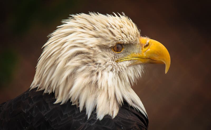 Bald Eagle Side Portrait stock photo. Image of raptor - 27659354