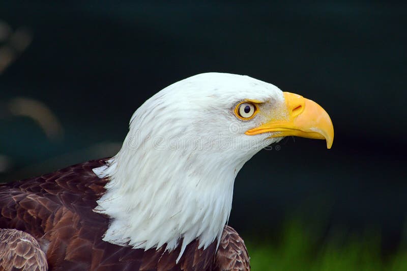 Bald Eagle Side on Portrait Stock Image - Image of viewer, colourful ...