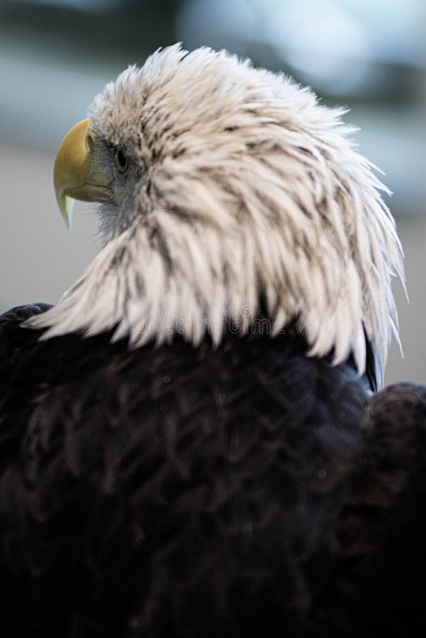 Bald Eagle side profile stock photo. Image of glare - 340726382