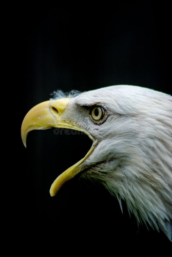 Bald eagle singing stock image. Image of eagle, nature - 178071831