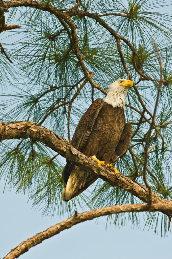 434 Southern Bald Eagle Stock Photos - Free & Royalty-Free Stock Photos ...