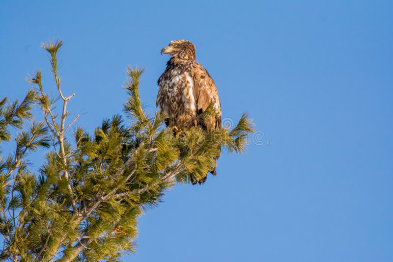 Bald Eagle Sitting really in a Clear Warm Day Stock Image - Image of ...
