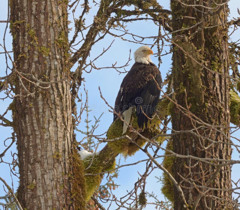 Bald Eagle Sitting in a Cottonwood Tree with Blue Sky Stock Image ...
