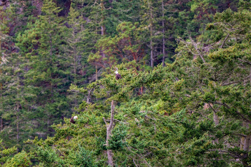 Bald Eagle Sitting on a Distant Tree Forest Stock Photo - Image of bald ...