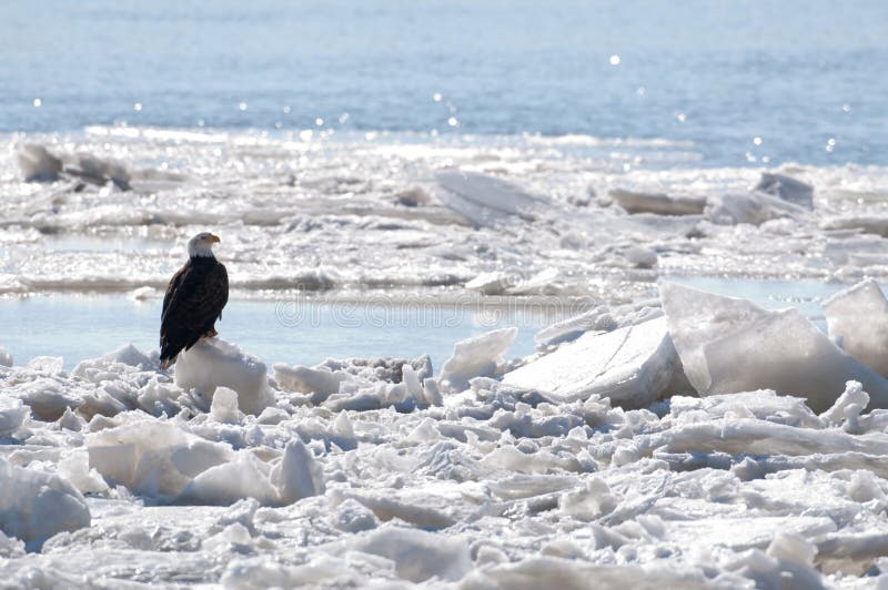 Bald eagle in flight stock photo. Image of flight, feathers - 9749444
