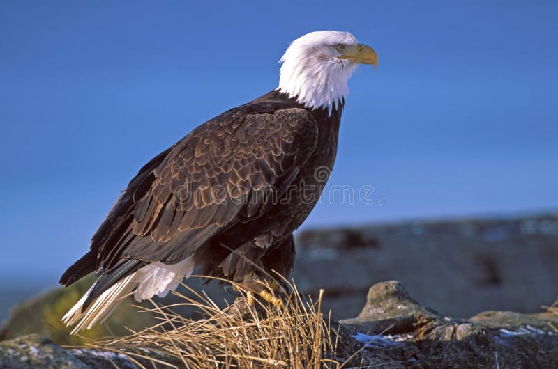 Bald Eagle Flight stock photo. Image of predator, baldeagle - 53258056