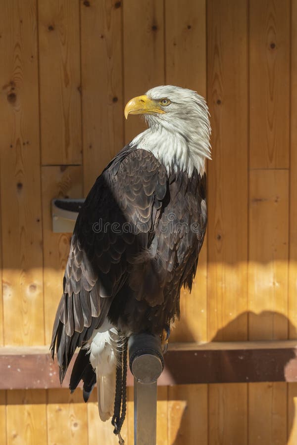 Bald Eagle Sitting on a Perch. the Eagle is Falconry-guided and is ...