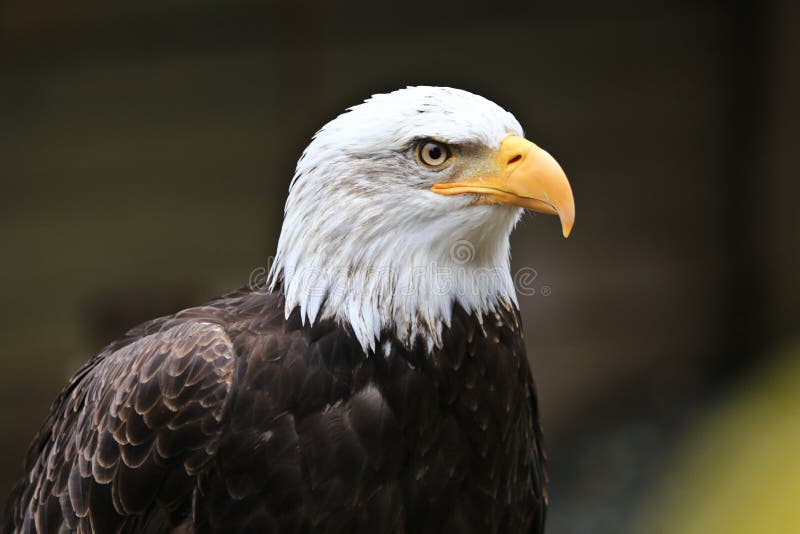 Bald Eagle stock image. Image of alaska, prey, beak, yellow - 48502375