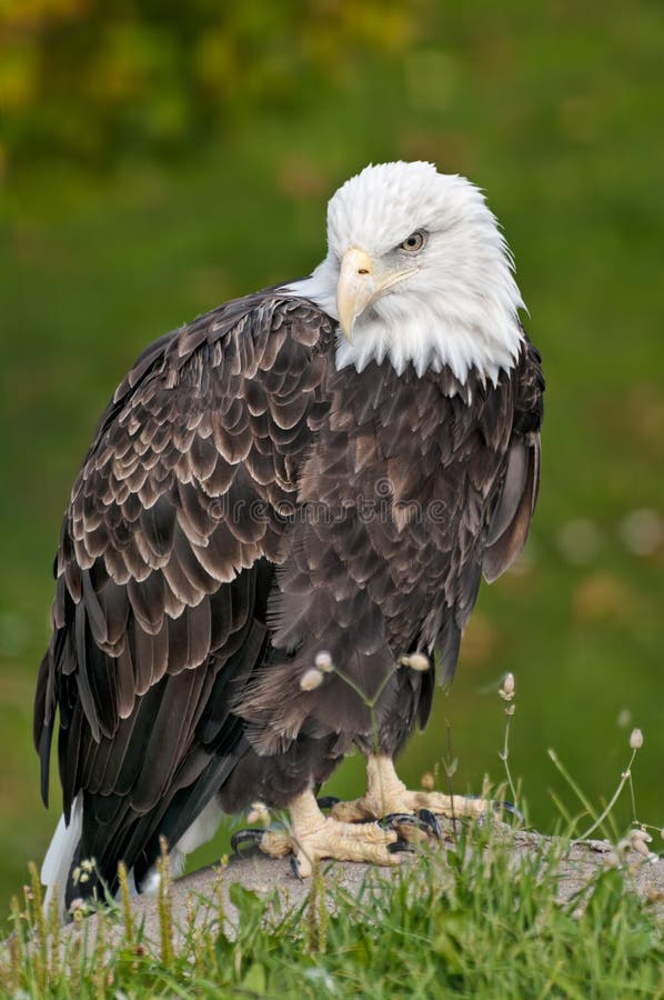 Bald Eagle in Sitting Position Stock Image - Image of nature, feather ...