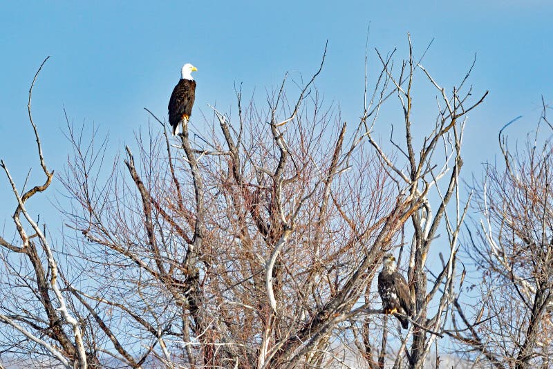 Bald Eagles Watching from Tree Top Stock Photo - Image of nature, eagle ...