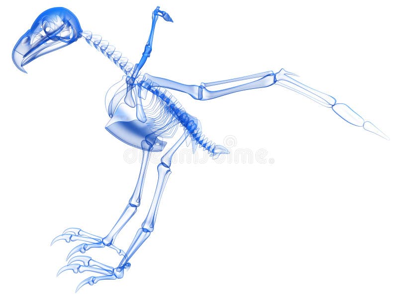 Bald Eagle Skeleton Transparent 3D Rendering Stock Illustration ... Bald Eagle Skeleton Transparent 3D Rendering Stock Illustration ...