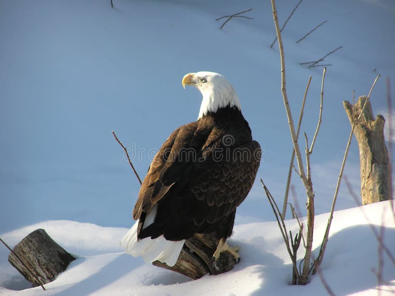 American Bald Eagles stock photo. Image of blue, isolated - 12941832