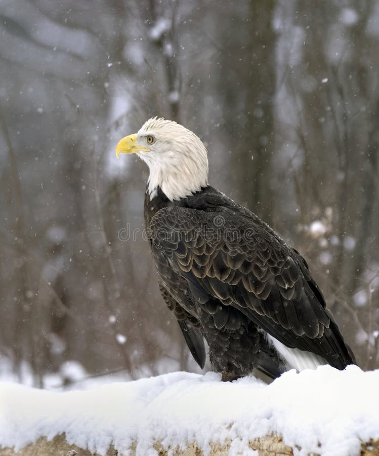 Bald Eagle in Snow Fall,Northern MInnesota Stock Photo - Image of northern, winter: 242495598