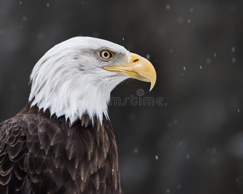 378 Eagle Falling Stock Photos - Free & Royalty-Free Stock Photos from ...
