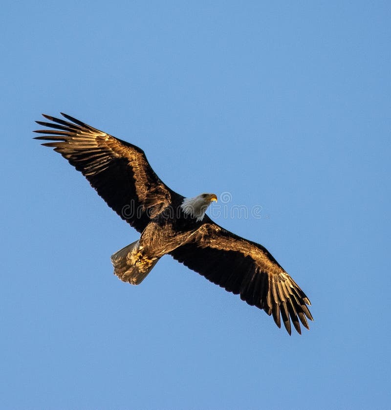 Bald eagle soaring stock image. Image of wings, flying - 141549781