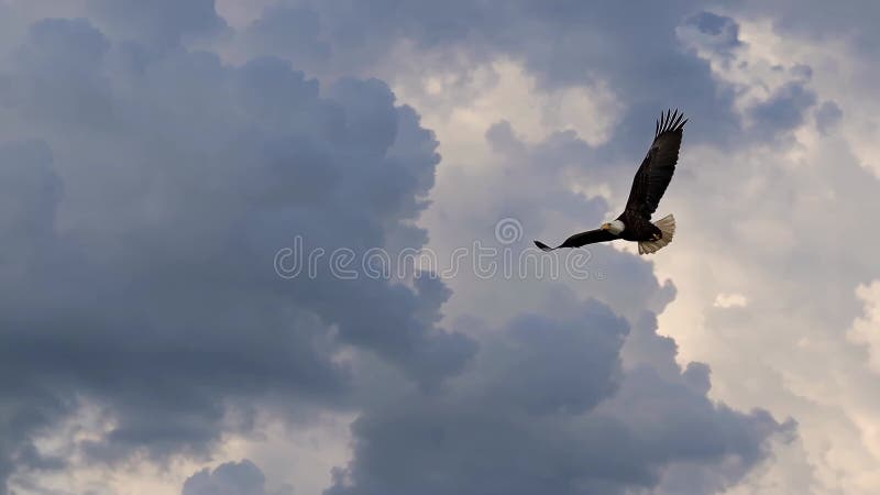 Bald Eagle Soaring Against Dramatic Cloudy Sky, Symbol of Freedom and ...